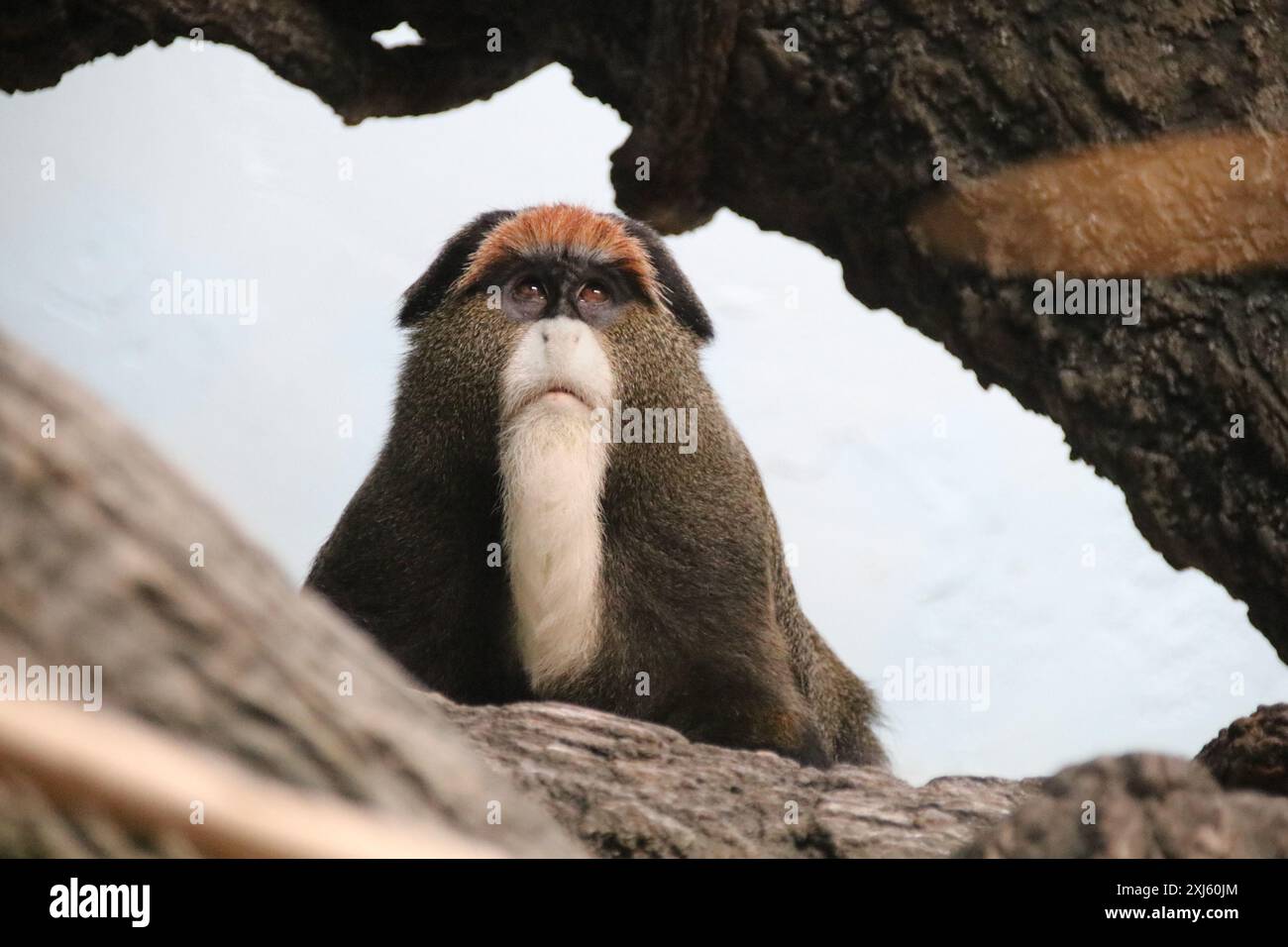 White breed monkey hi-res stock photography and images - Alamy