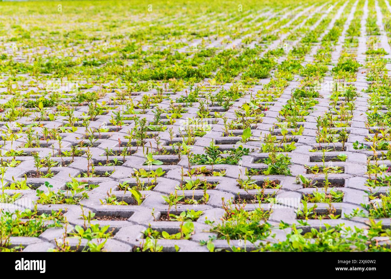 Green grass growing through the cobble stones, outdoor garden flooring ...