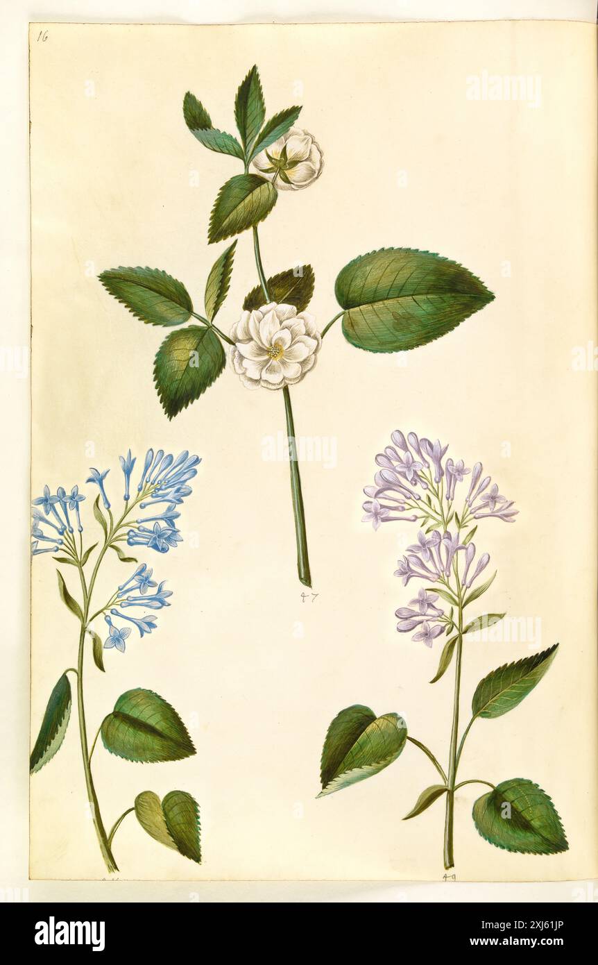 Gouache drawing by Holtzbecker and Merian depicting Rosa (rose) and ...