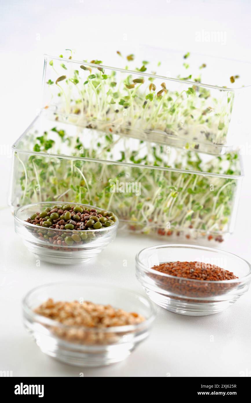 Sprouts growing in a plastic container Stock Photo - Alamy