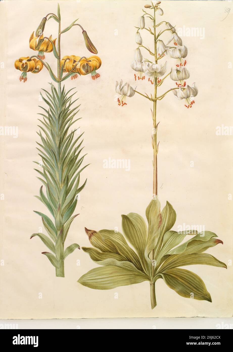 Lilium pyrenaicum (Pyrenian lily); Lilium Martagon (Wreath-Lily ...