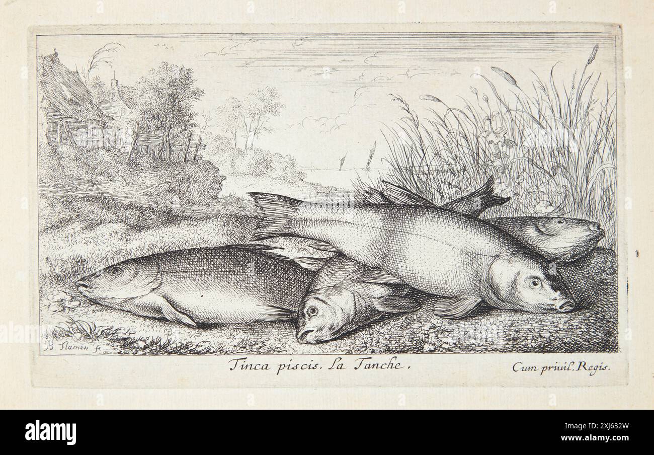 Suder (Tinca Piscis) Flamen, Albert 1610 - 1692 Etching, Print The ...