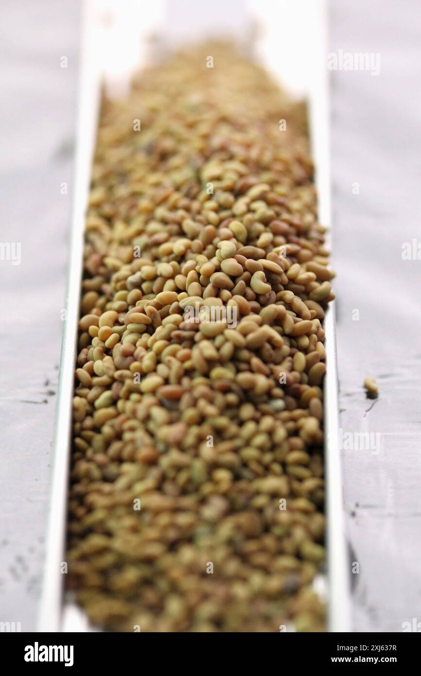 Alfafa seeds hi-res stock photography and images - Alamy