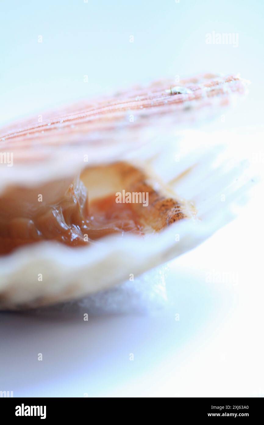 Open scallop shell hi-res stock photography and images - Alamy