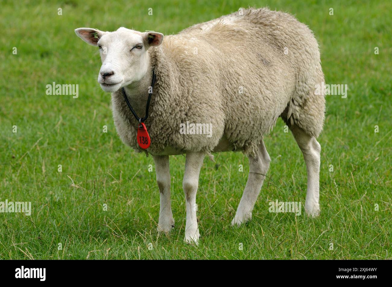 Rearing of ewe hi-res stock photography and images - Alamy