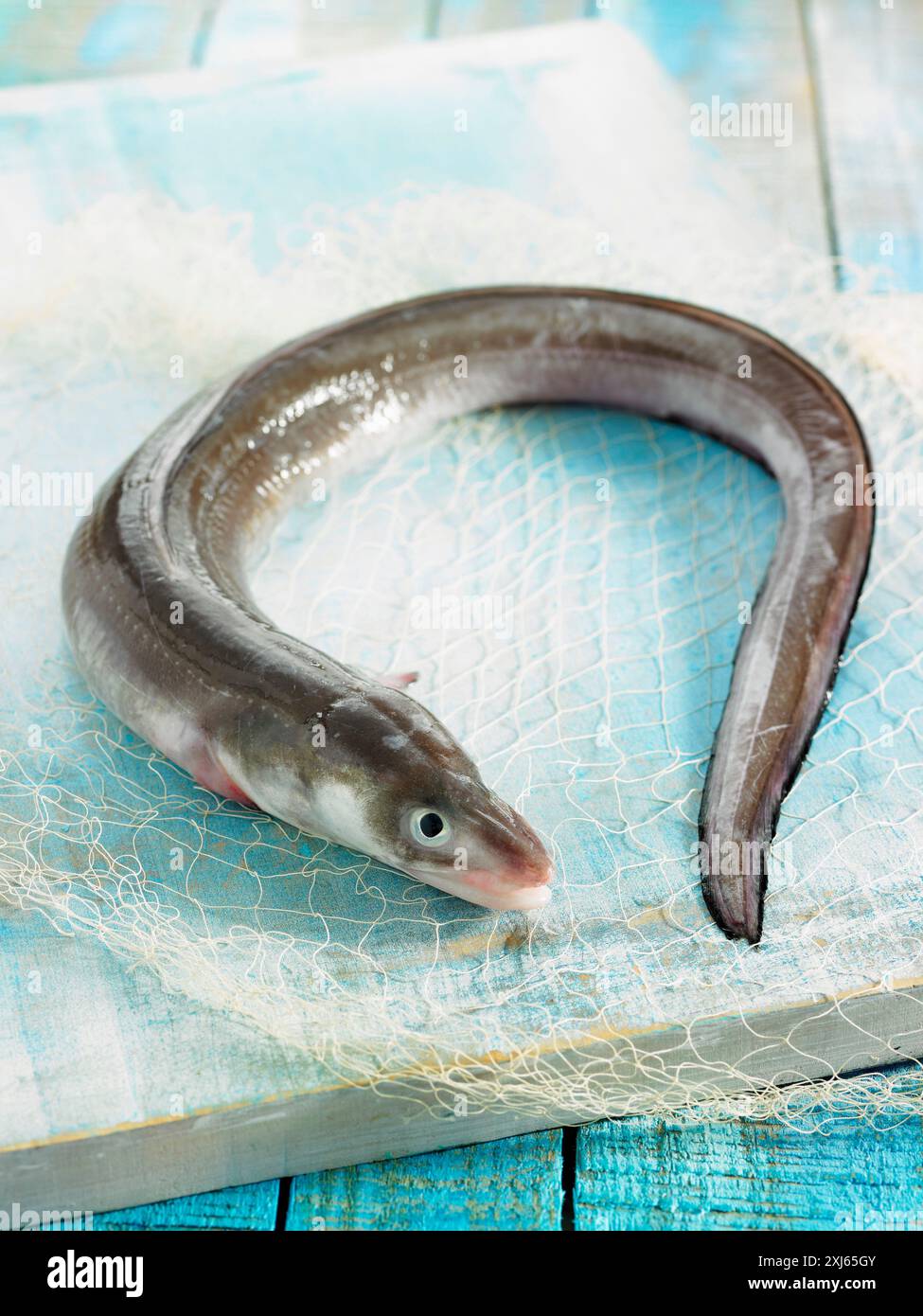 Fresh fish conger eel hi-res stock photography and images - Alamy