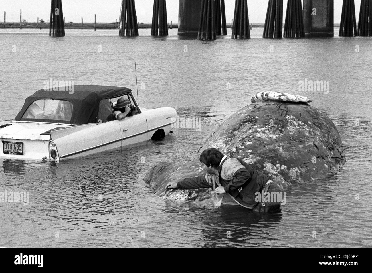 1984 Amphibious Car Driving Past Beached Whale in Bandon Oregon Harbor ...