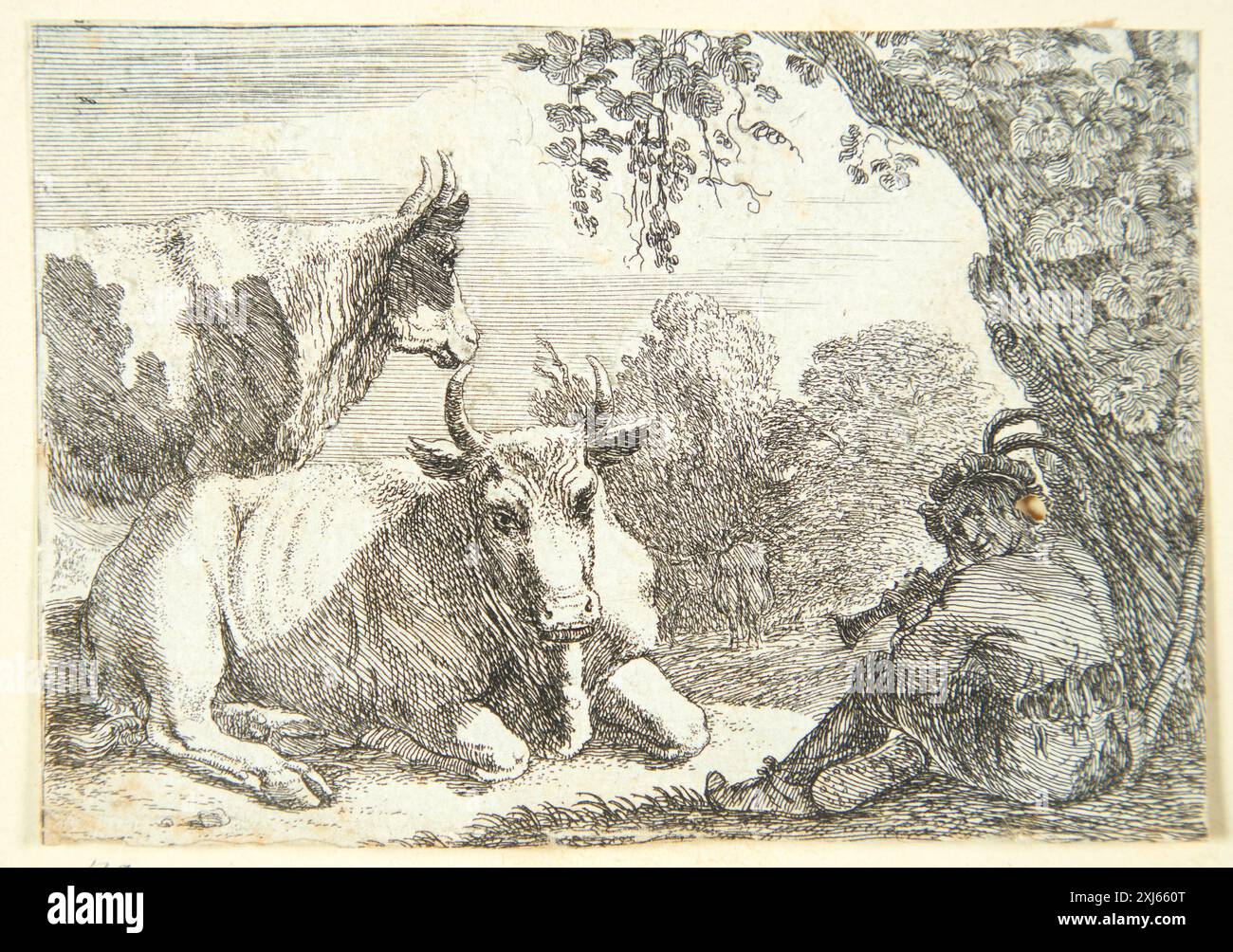 Cows Swanevelt, Herman van 1601 - 1655 Etching, Print The Illustrated ...