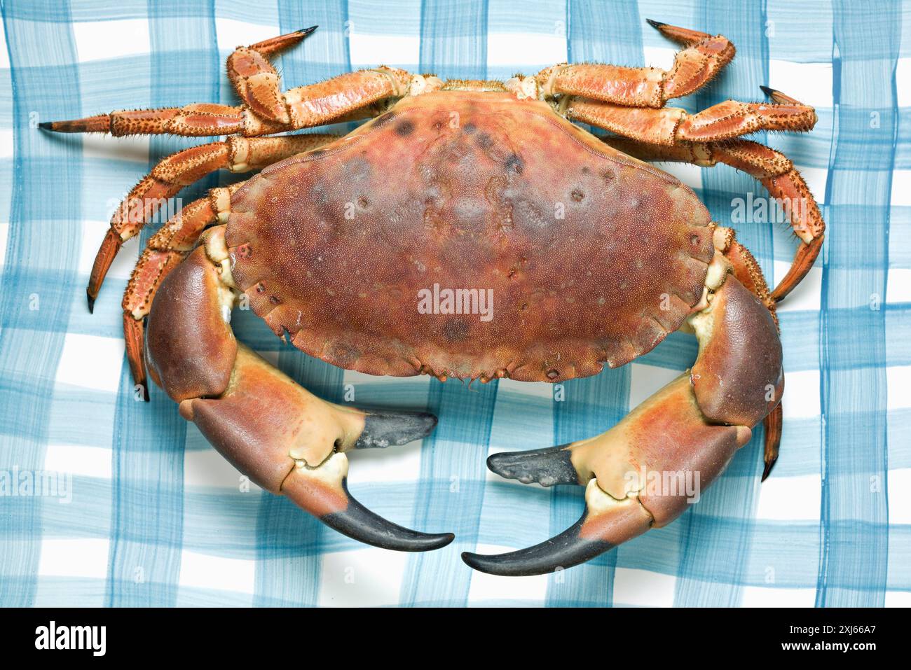 Selective focus shot crab hi-res stock photography and images - Alamy