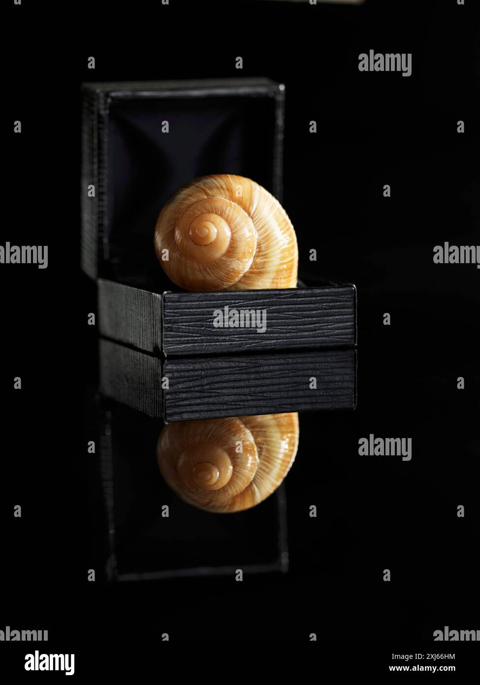 Beige color snail hi-res stock photography and images - Alamy