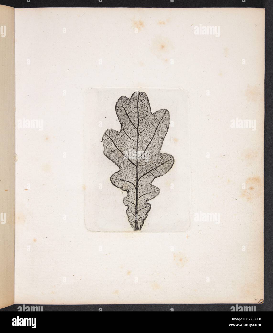 An intaglio print by Peter Larsen Kyhl showing the imprint of an oak ...