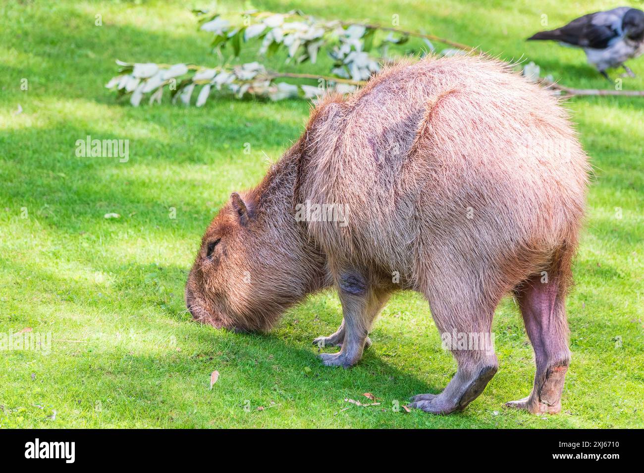 A large capybara walks on the green grass in the park. South American ...