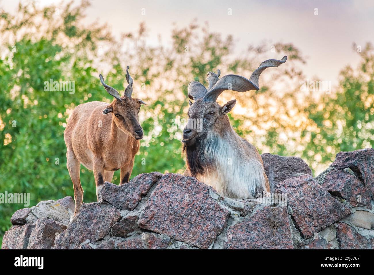 Markhor male and female on the rock. Latin name - Capra falconeri. Wild ...