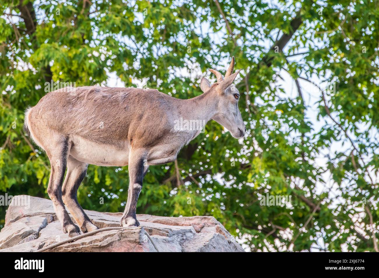 Himalayan sheep horn hi-res stock photography and images - Alamy