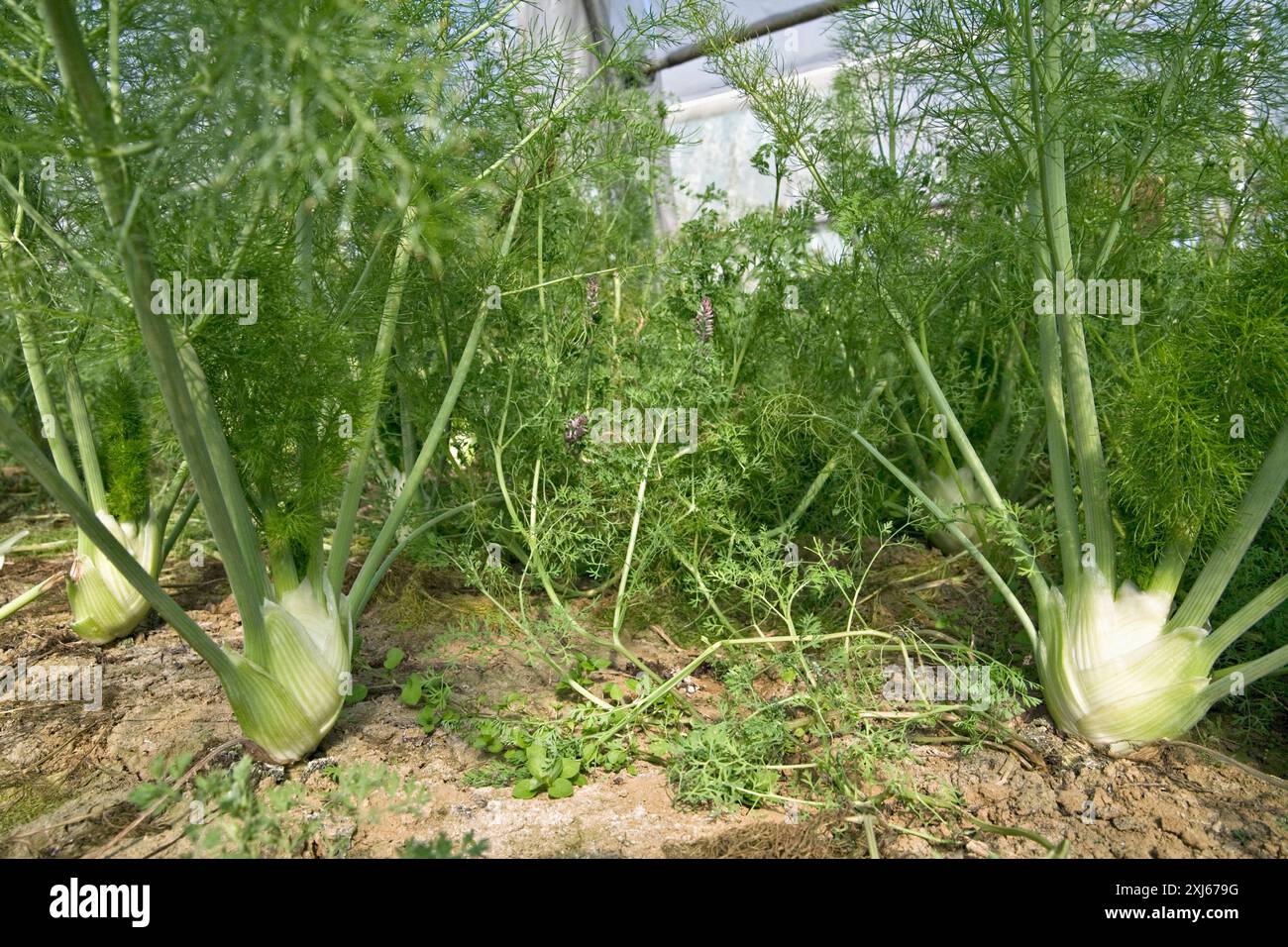 Fennel plantation growing in hi-res stock photography and images - Alamy