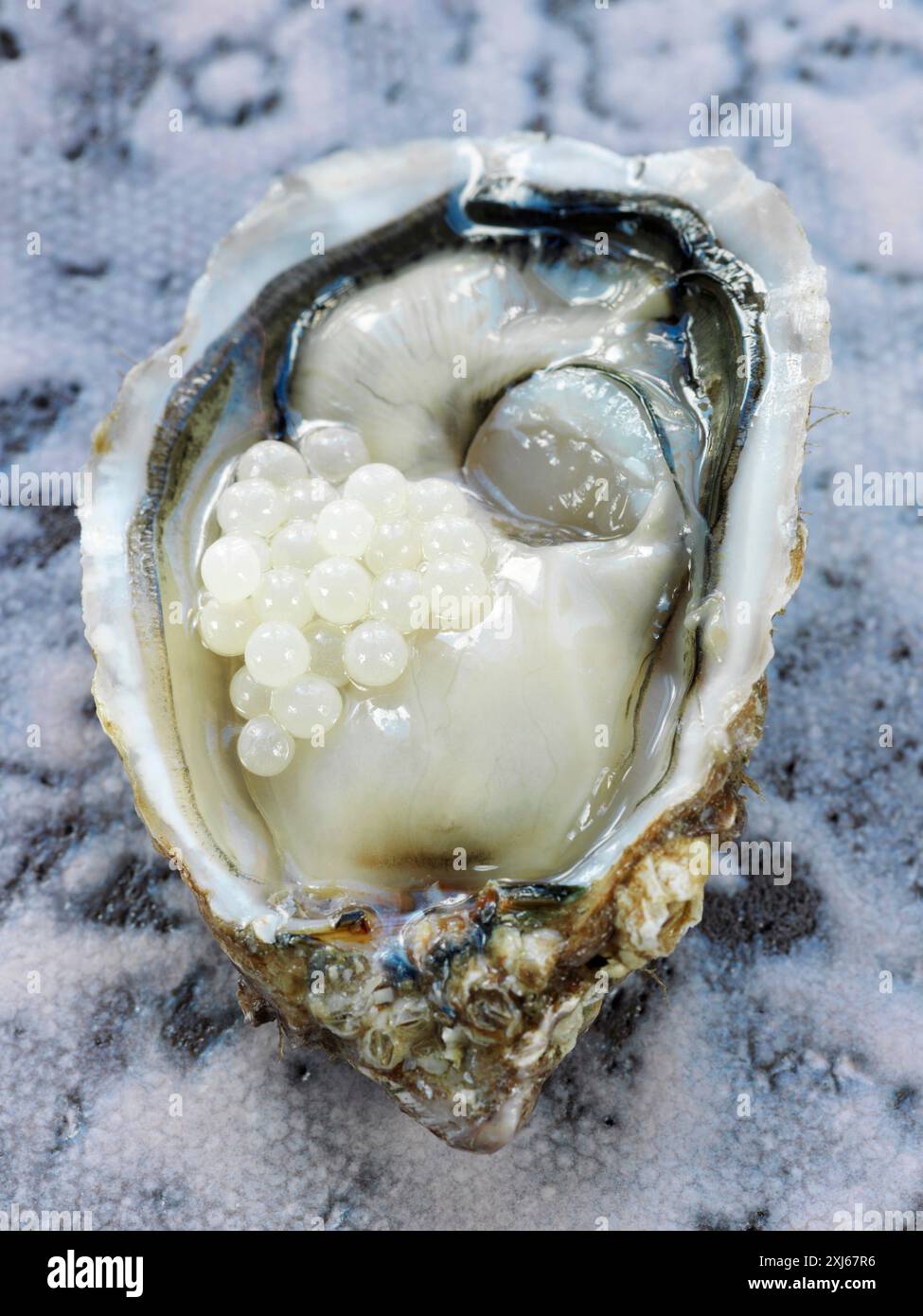 Blue grey oyster hi-res stock photography and images - Alamy