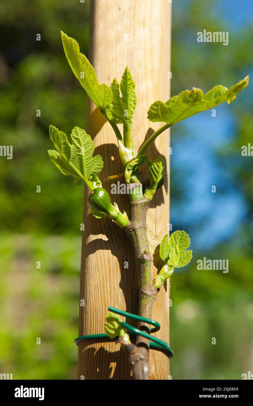 Fig plantation hi-res stock photography and images - Alamy