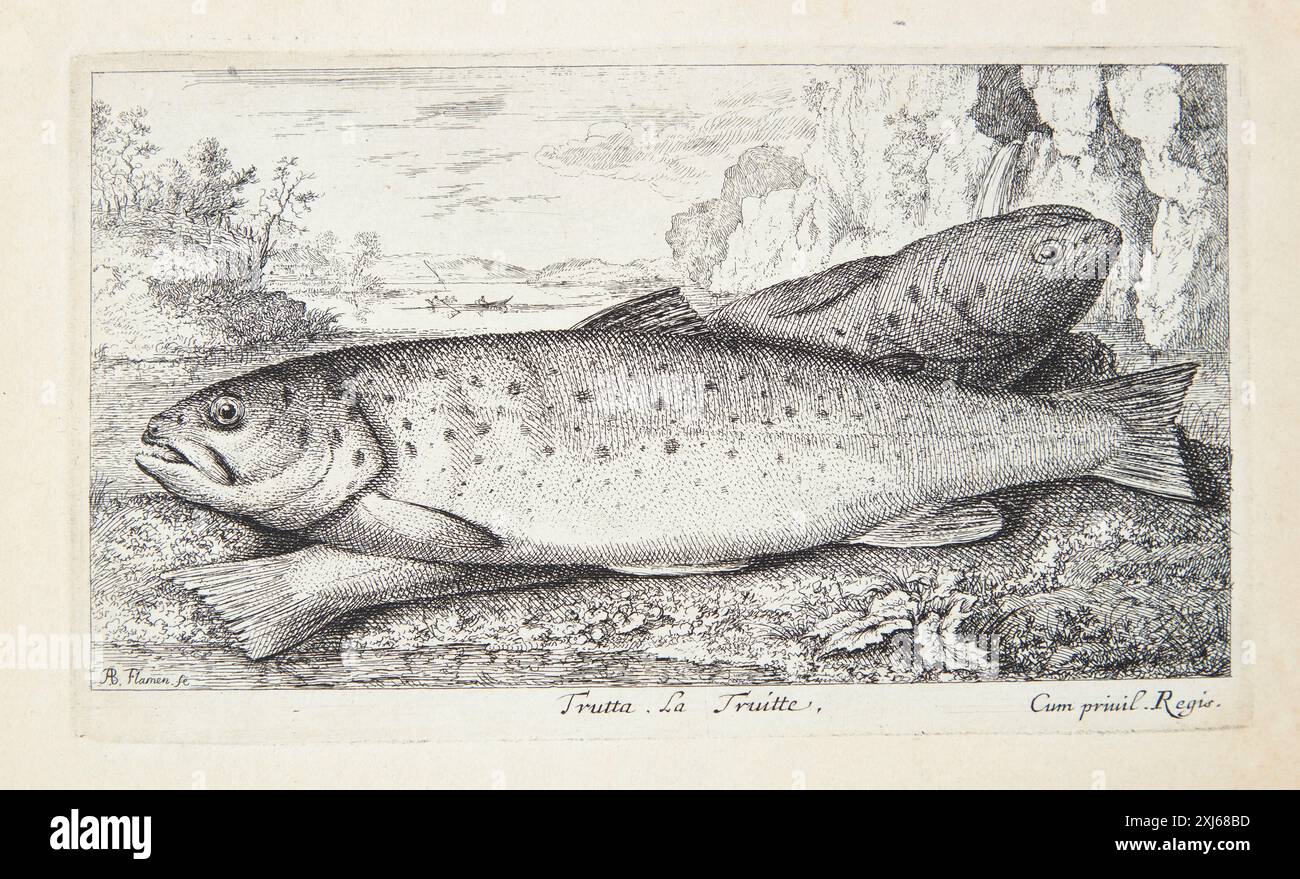 Etching by Albert Flamen depicting the trout species Trutta, showing ...