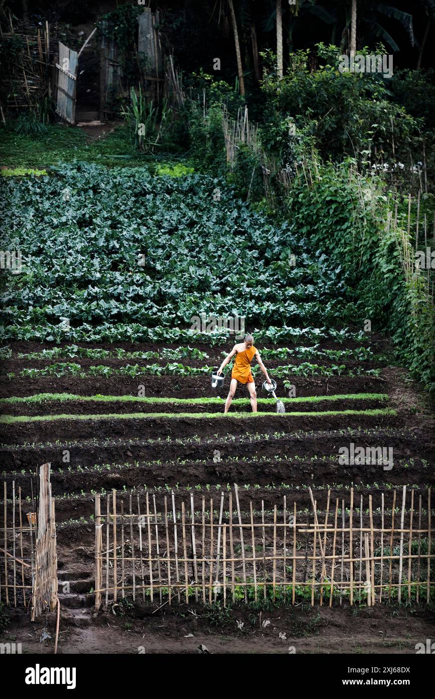 Buddhist monk cultivating vegetables in Luang Prabang, Laos Stock Photo ...