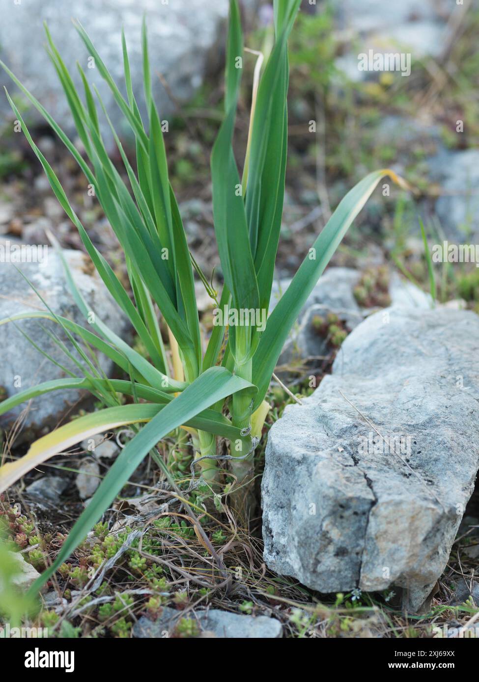 Wild leeks in the ground Stock Photo - Alamy