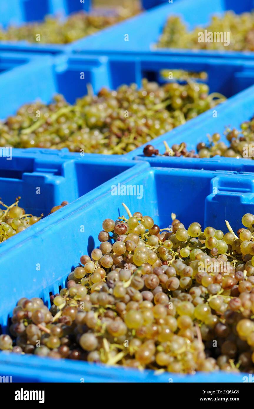 Crates of grapes during the picking Stock Photo - Alamy