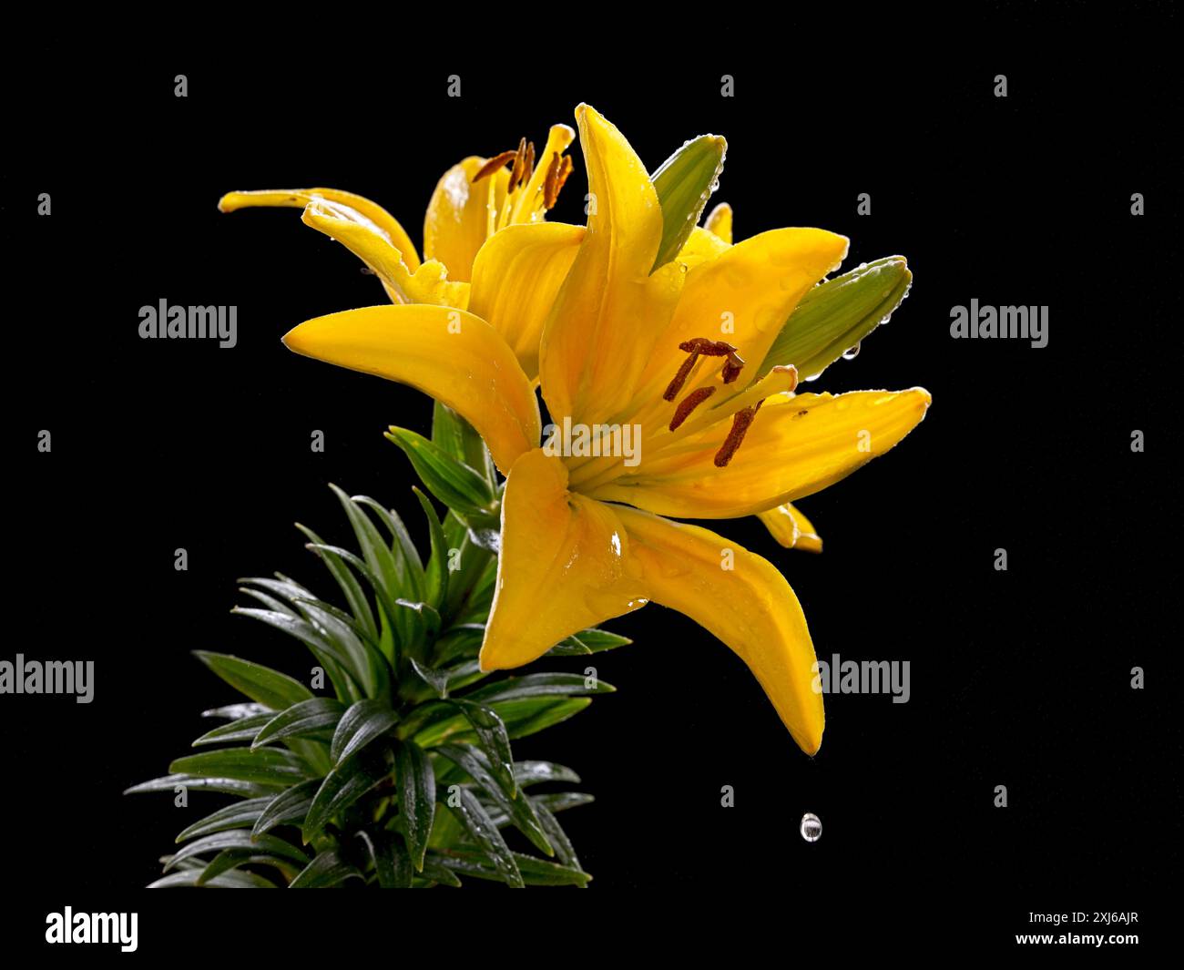 A close up studio photo of wet yellow lilies with a small water drop ...