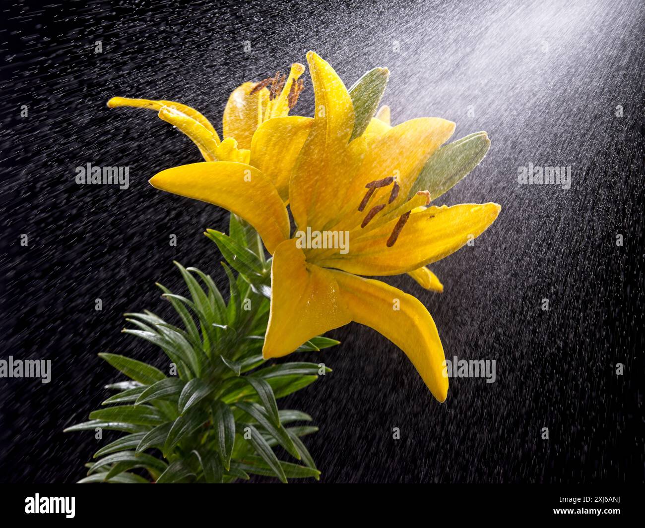 A concept studio photo of a bouquet of yellow lilies being sprayed with ...