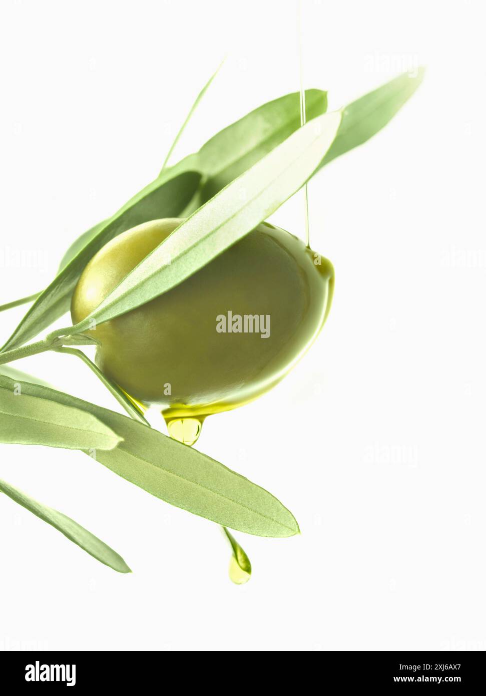 Olive and oil on an olive branch on a white background Stock Photo - Alamy