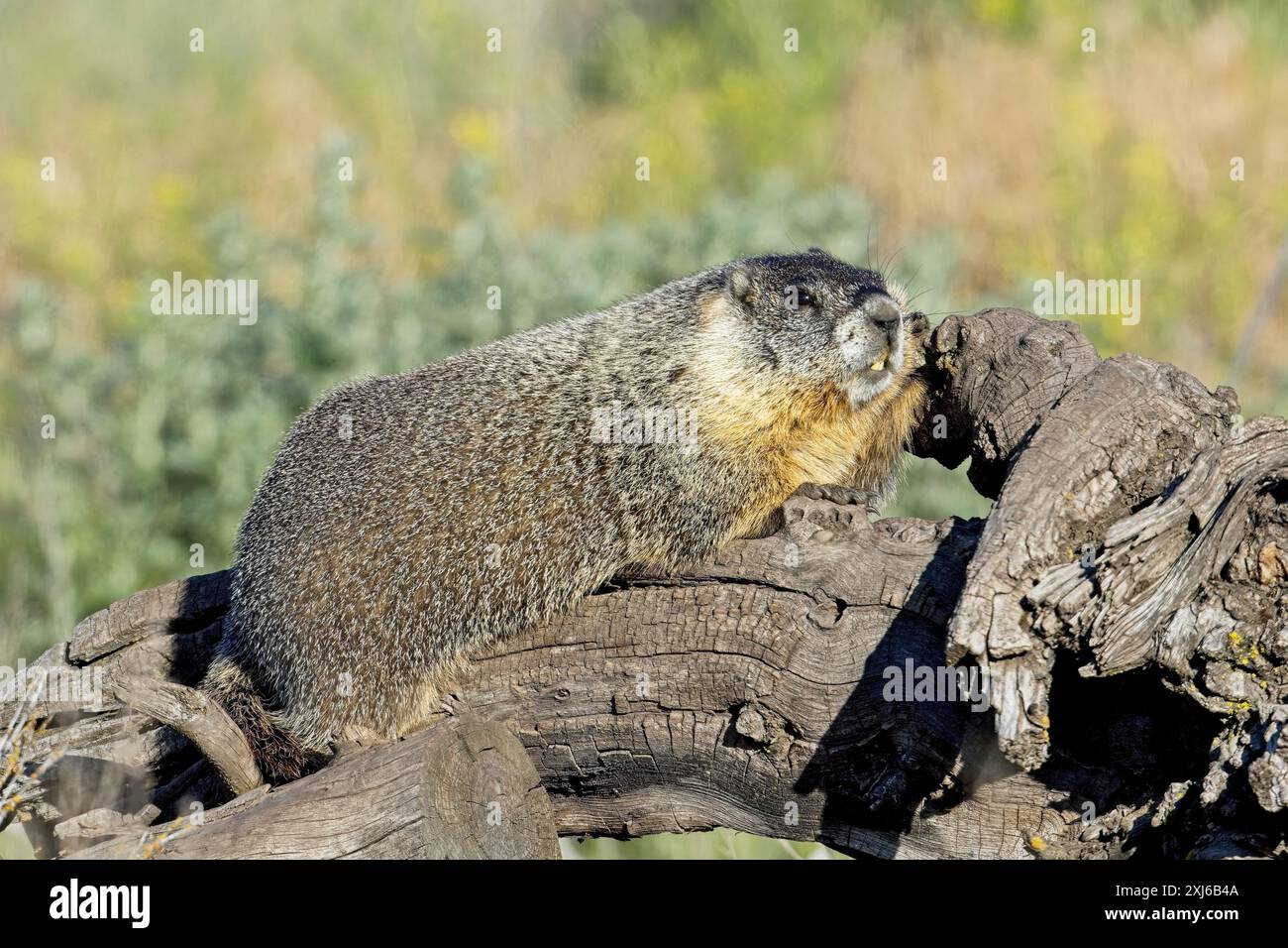 A cute furry yellow-bellied marmot rests on a fallen tree soaking in ...