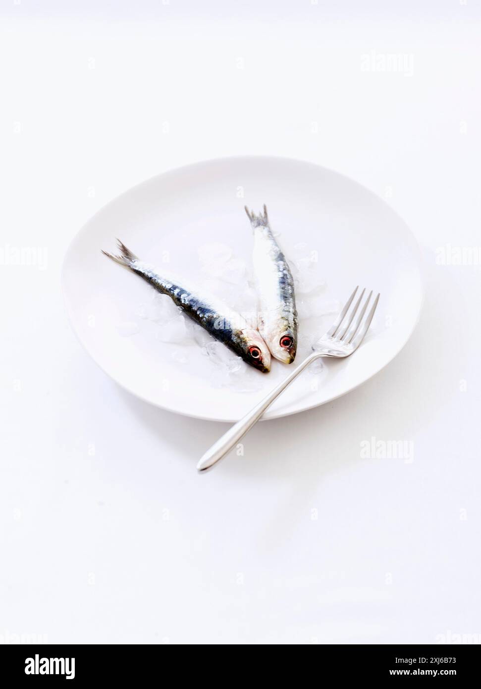 Anchovy fish design hi-res stock photography and images - Alamy