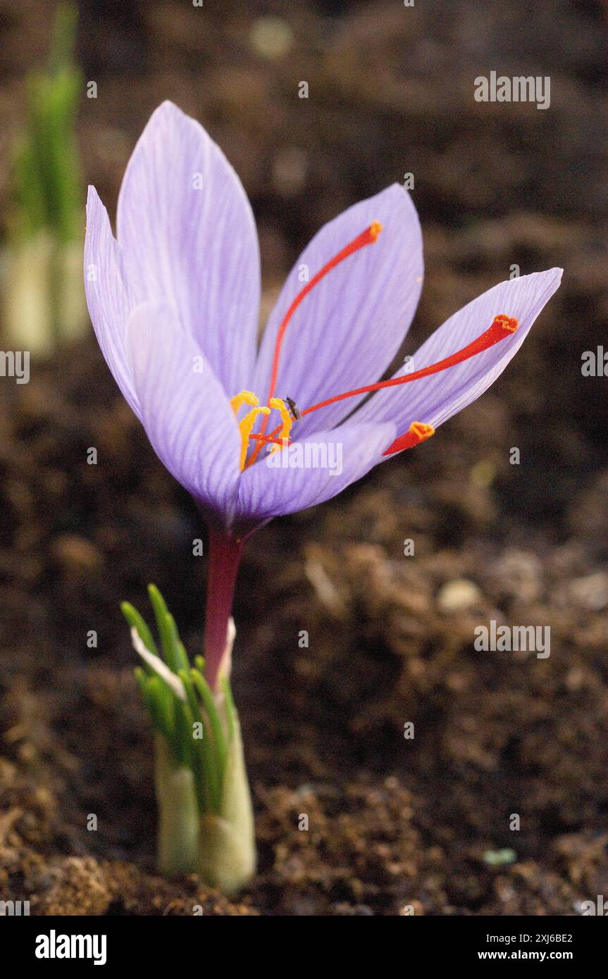 Saffron tree hi-res stock photography and images - Alamy