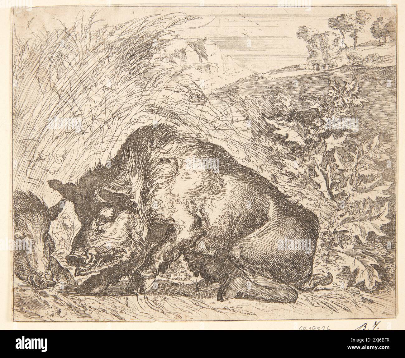 Pigs in dutch forest hi-res stock photography and images - Alamy