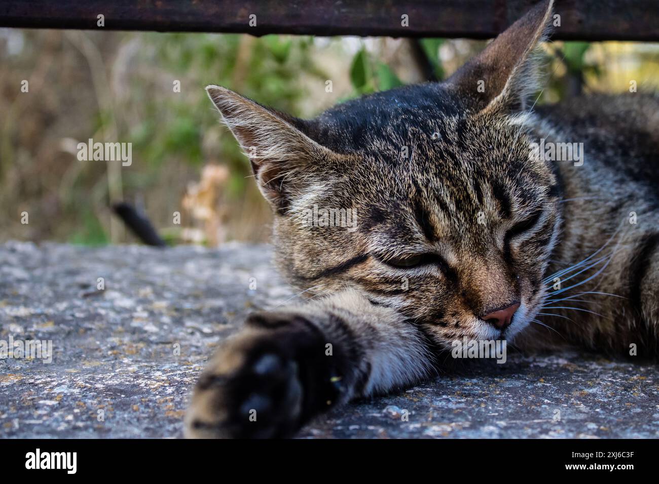 Odessa, Ukraine, July 16, 2024 Cat on the streets of Odessa. Residents ...