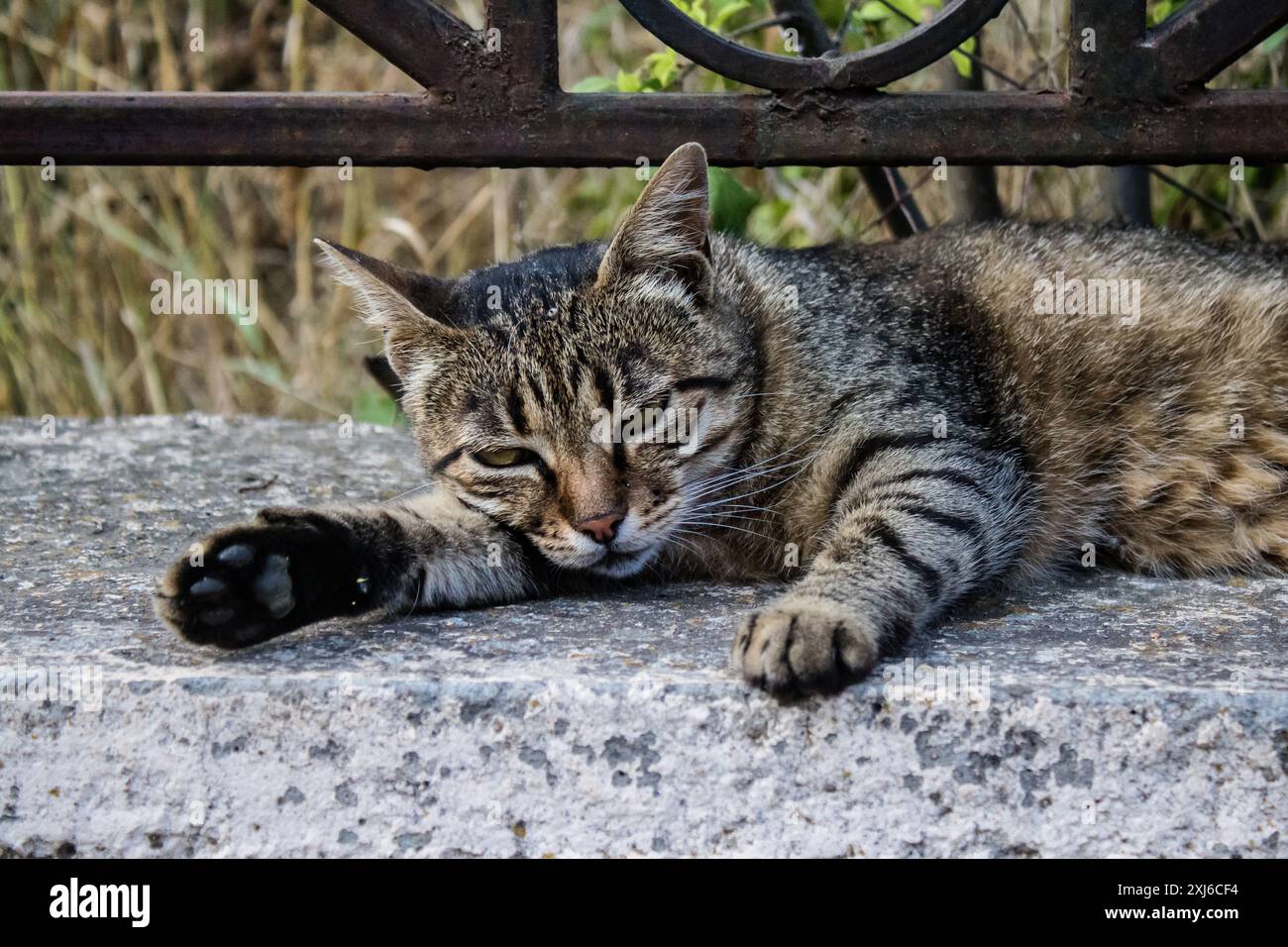 Odessa, Ukraine, July 16, 2024 Cat on the streets of Odessa. Residents ...