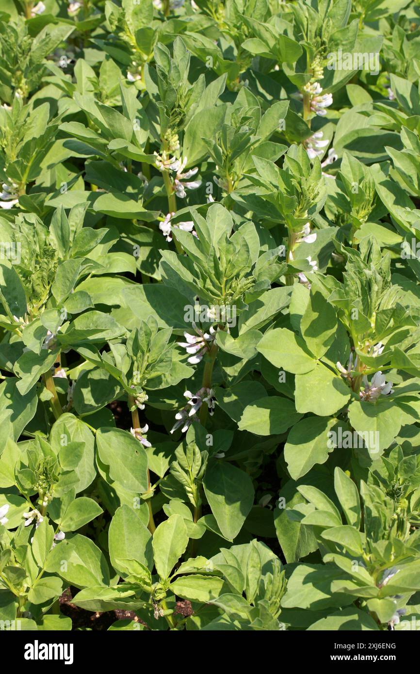 Bean by bean hi-res stock photography and images - Alamy