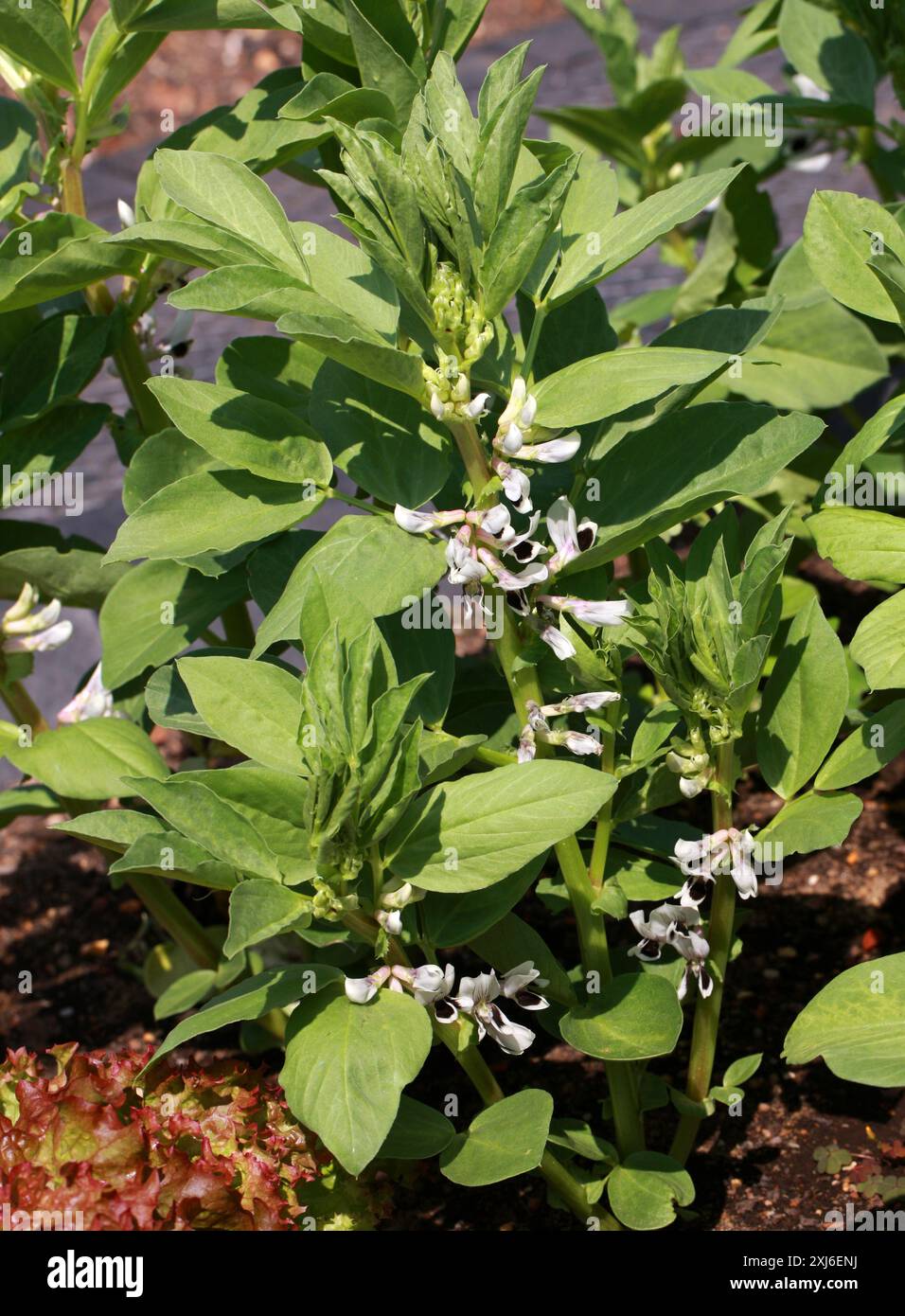 Broad Bean, Fava Bean, or Faba Bean, Vicia faba, Fabaceae. UK Stock ...