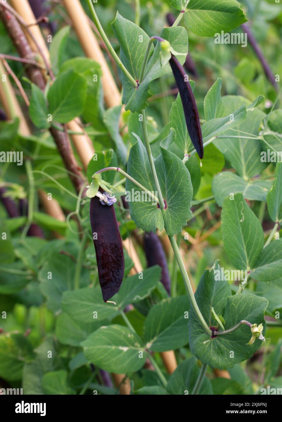 Cultivated Pea pods, "Blackdown Blue", Lathyrus oleraceus syn. Pisum ...