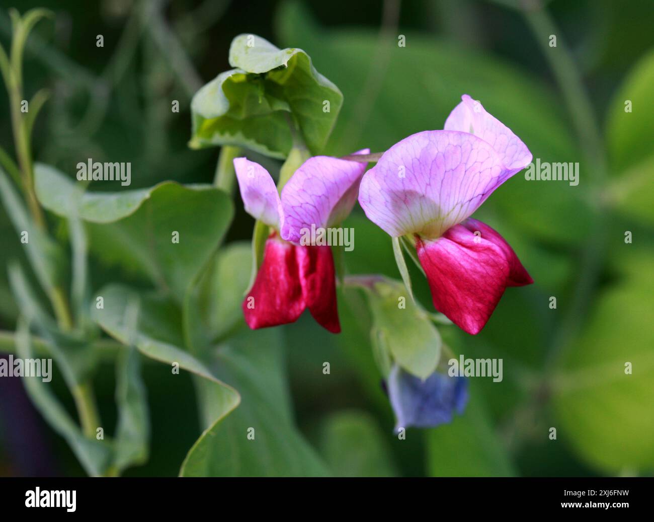 Ezethas krombek blauwschok hi-res stock photography and images - Alamy