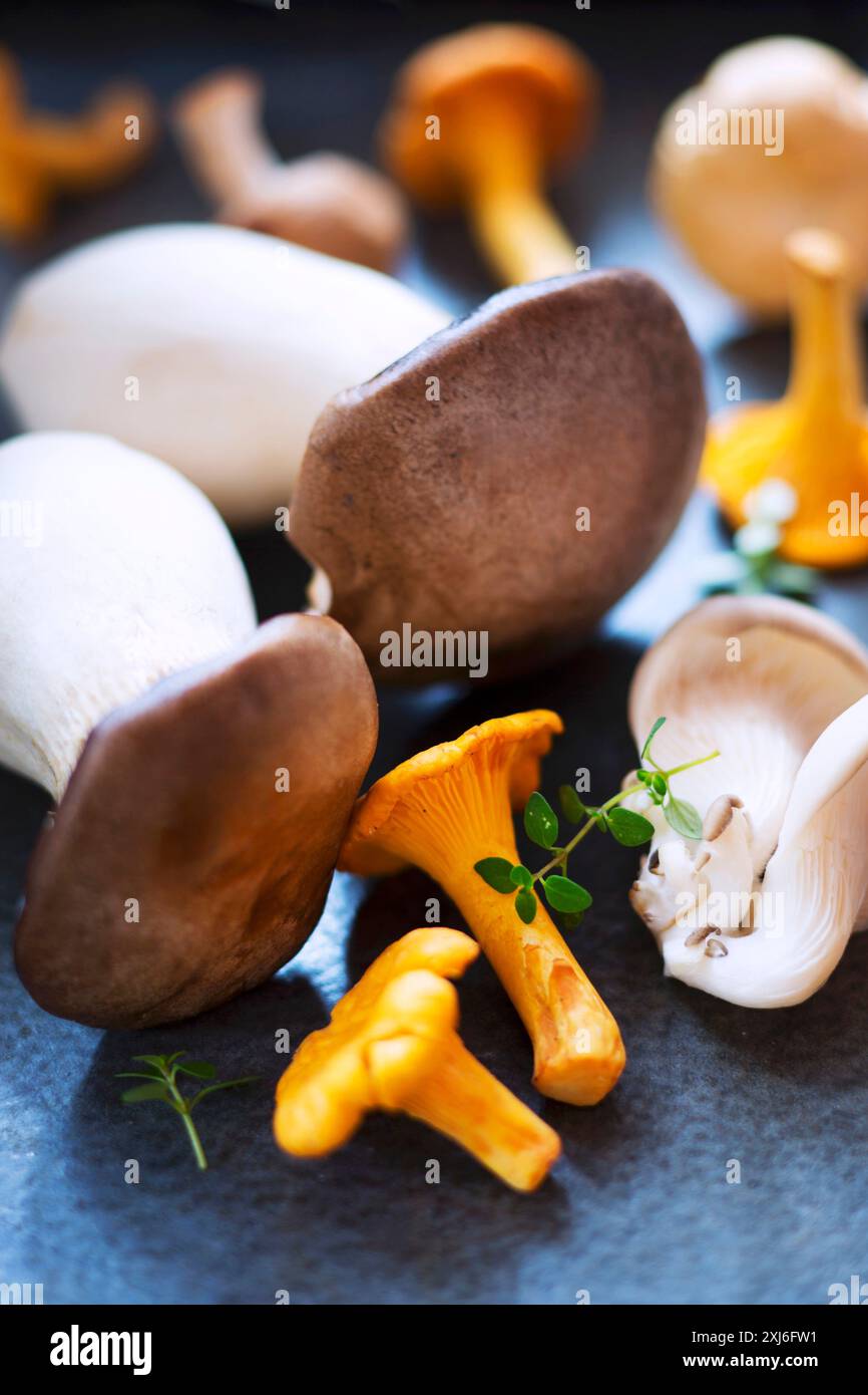 Different mushroom varieties hi-res stock photography and images - Alamy