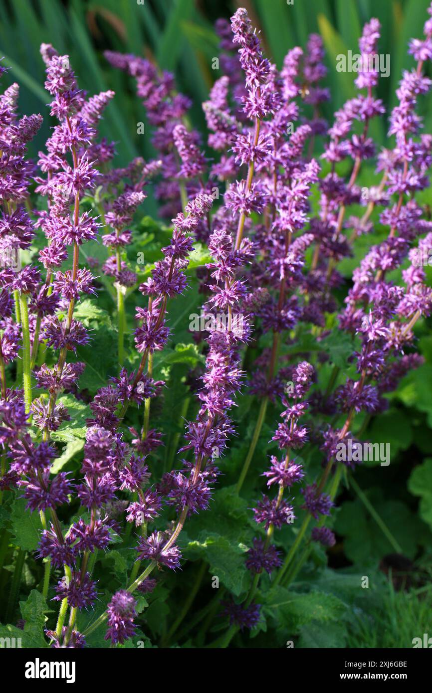 Salvia Hybrid, Salvia x sylvestris "Purple Rain", Lamiaceae. UK Stock ...