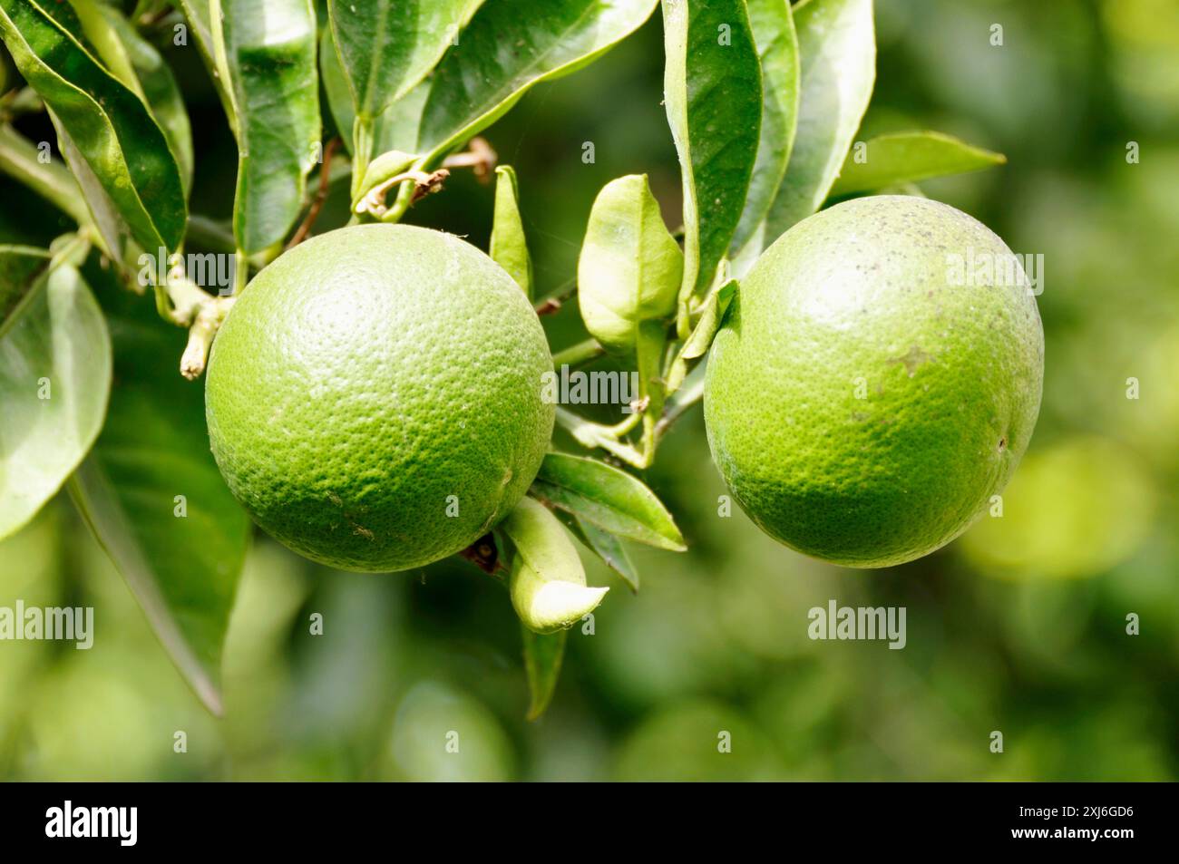 Unripe oranges on tree hi-res stock photography and images - Alamy