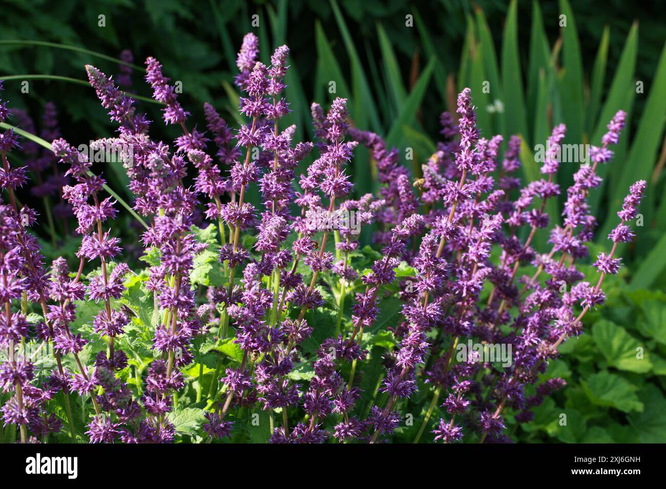 Salvia Hybrid, Salvia x sylvestris "Purple Rain", Lamiaceae. UK Stock ...