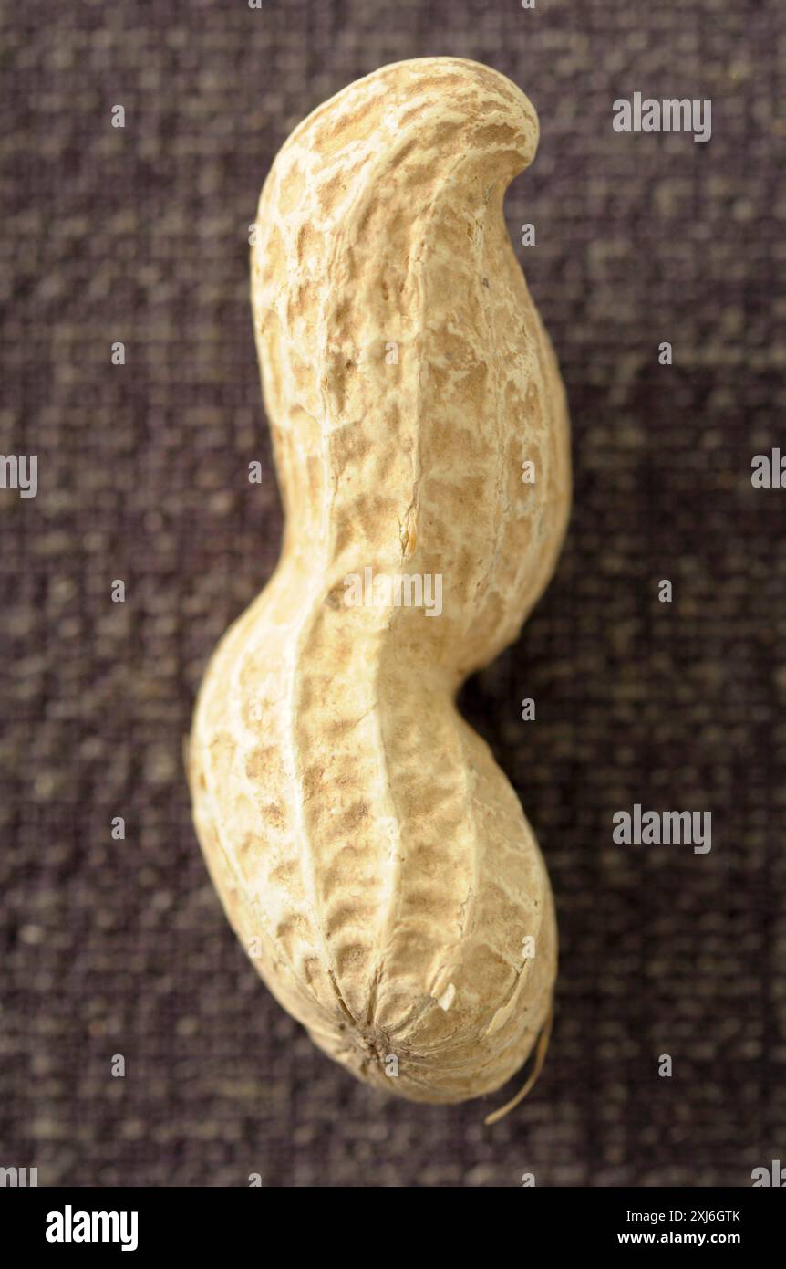 Peanut fruit hi-res stock photography and images - Alamy