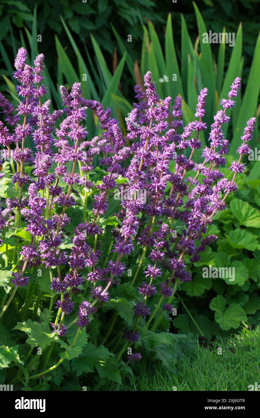 Salvia Hybrid, Salvia x sylvestris "Purple Rain", Lamiaceae. UK Stock ...