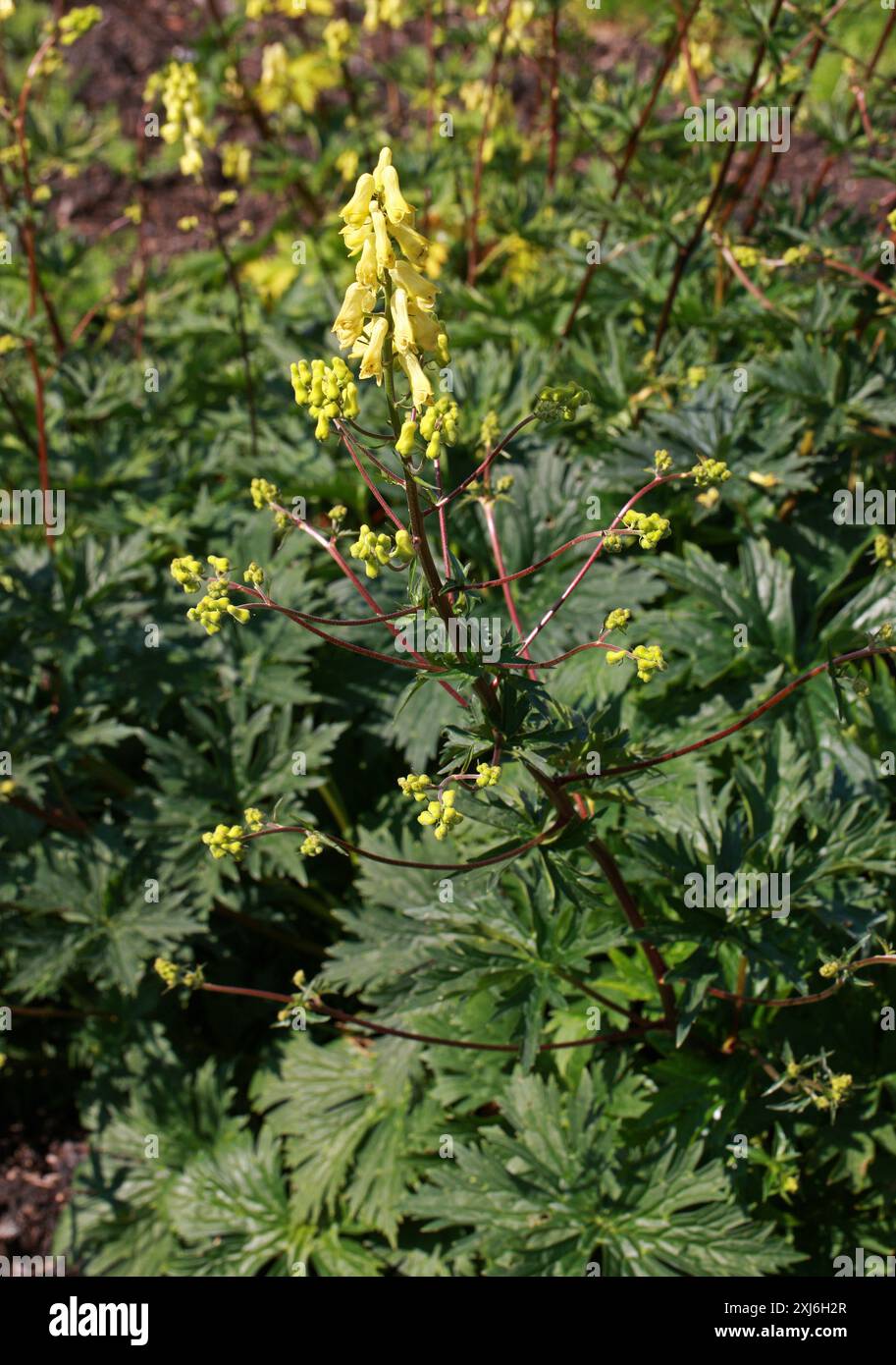 Wolfs bane hi-res stock photography and images - Alamy