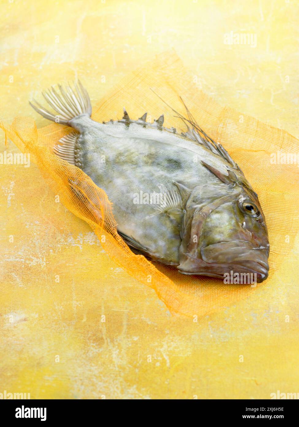Dab fish hi-res stock photography and images - Alamy