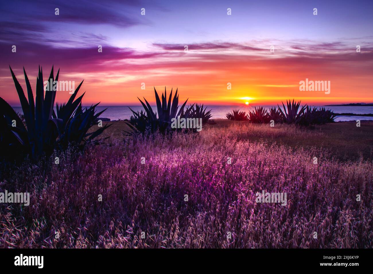 Purple flowers and shrubs by a beach at sunrise, Kyrenia, Northern ...