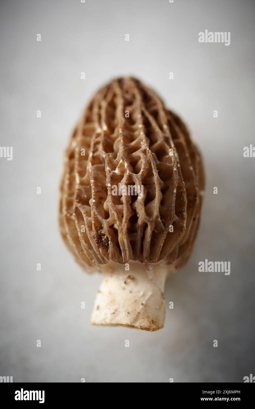 Morel cut out hi-res stock photography and images - Alamy