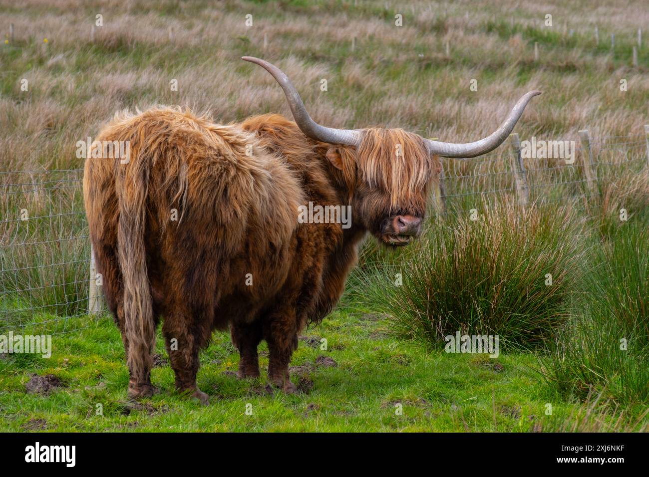 Highland Longhorn bull Stock Photo - Alamy