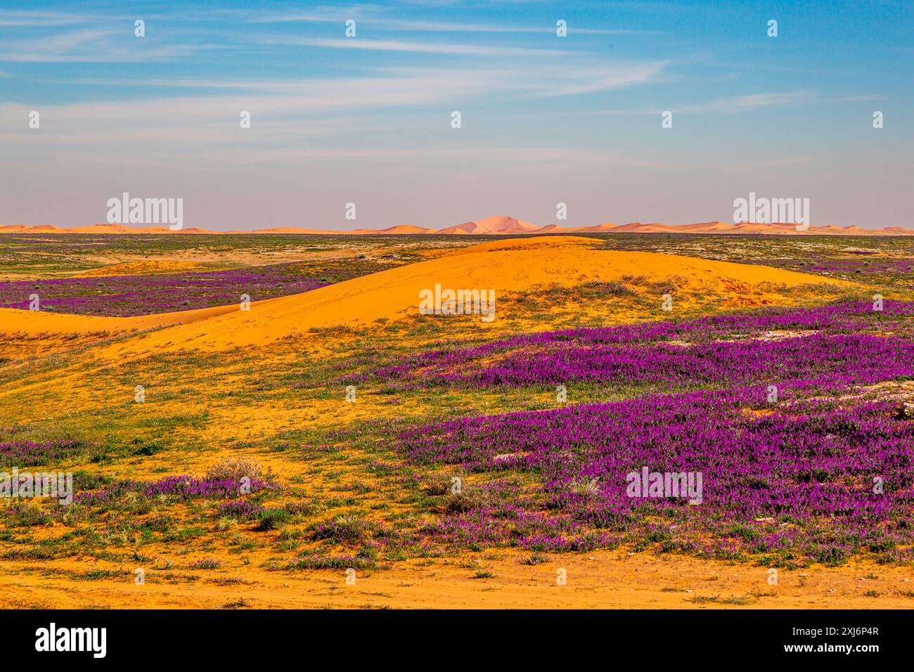 Purple wildflowers growing in desert landscape after the rain, Saudi ...